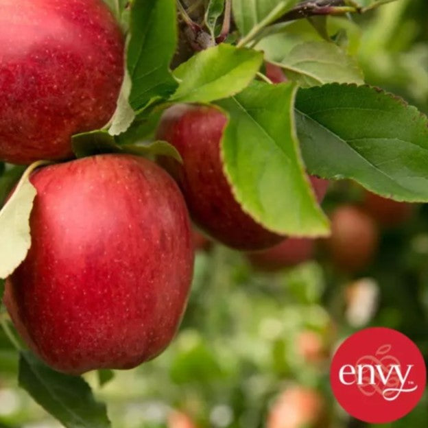 Apples – Fruit World | Fruit World Royal Oak