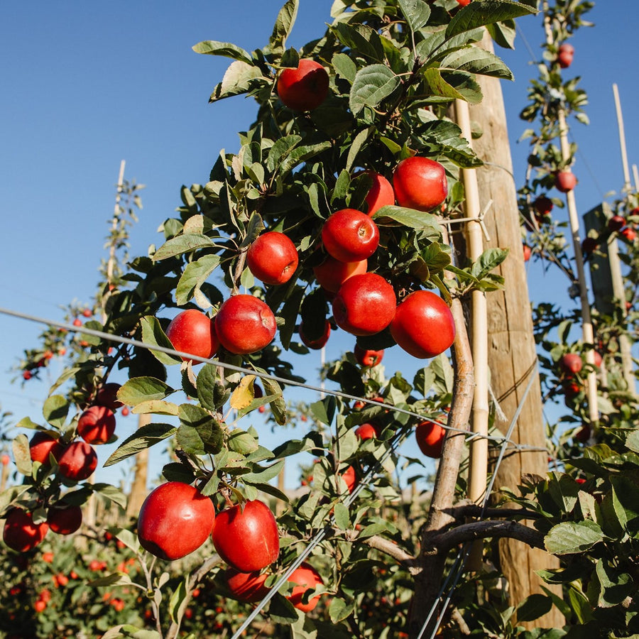 Apples Rockit 5pc pack NZ – Fruit World | Fruit World Royal Oak