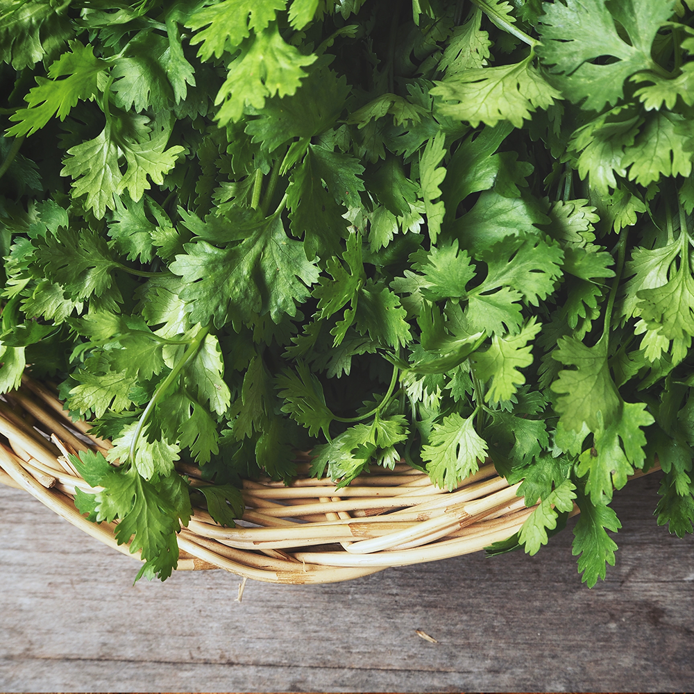 Coriander bunch each NZ – Fruit World | Fruit World Royal Oak