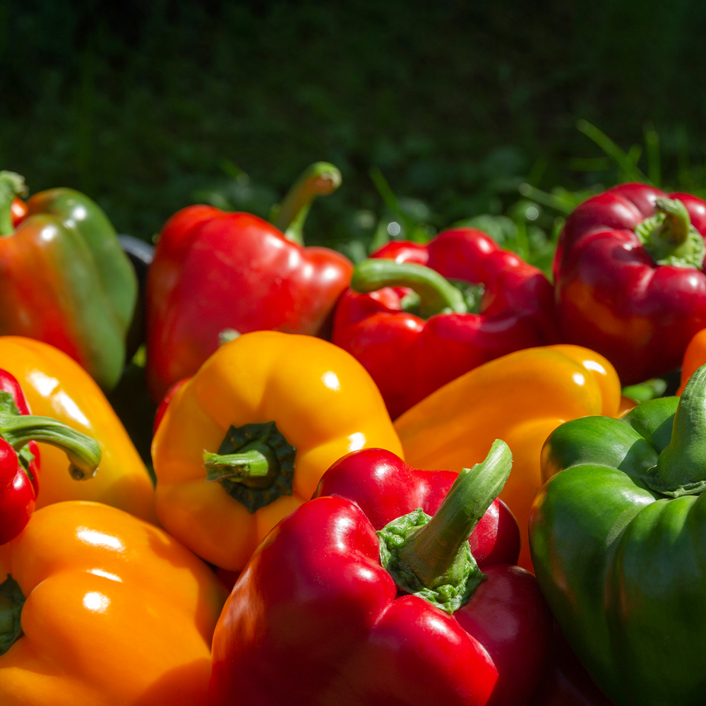 Capsicums Large 3 piece mix NZ – Fruit World | Fruit World Royal Oak